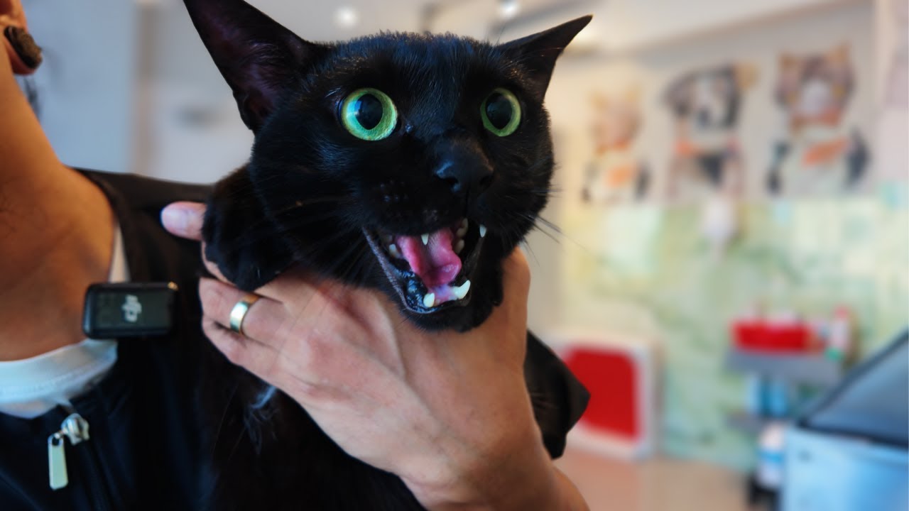 Saeed the cat demands attention