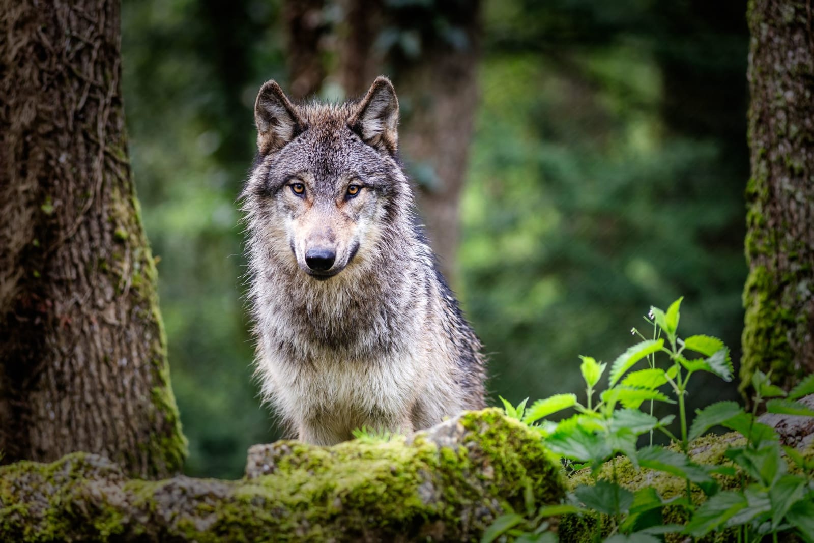 Wolf bites woman, marking rare attack in EU nation