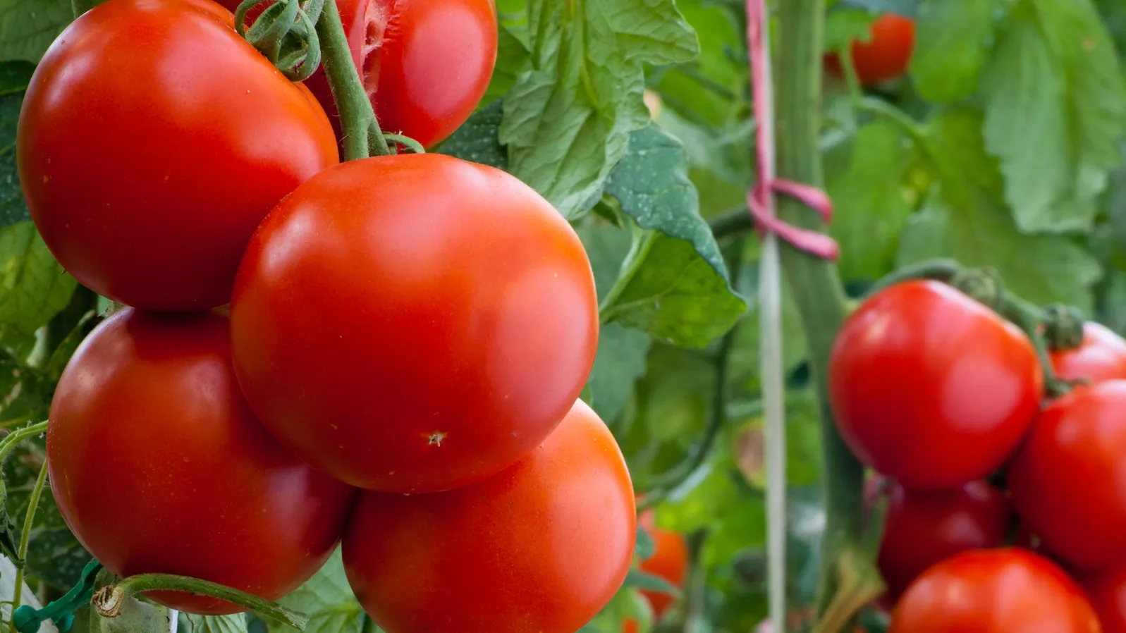 I spoke to 3 farmers, and they all warned me about this tomato mistake