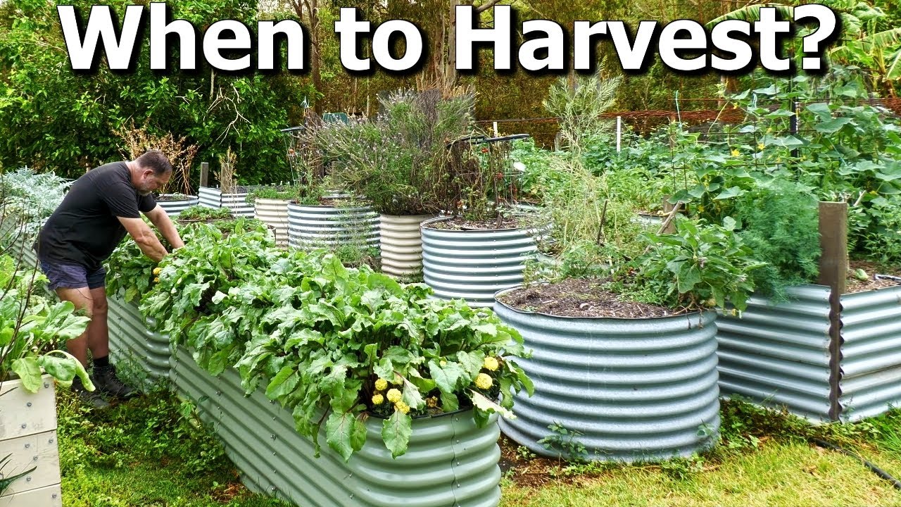 Mark S 5 Essential Tips For Perfectly Harvesting Fruits Veggies