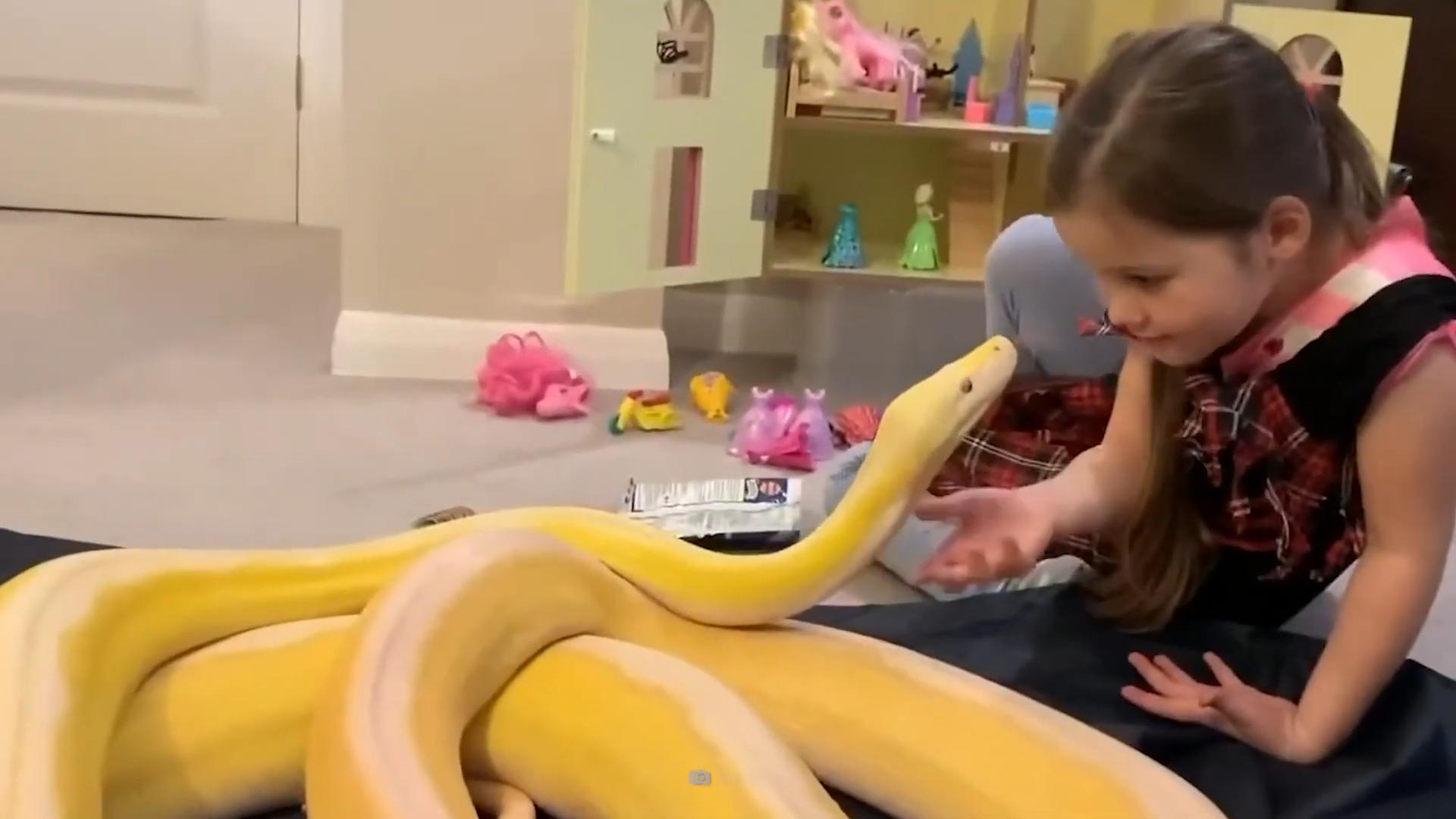 O que acontece quando pessoas tratam predadores como animais de estimação