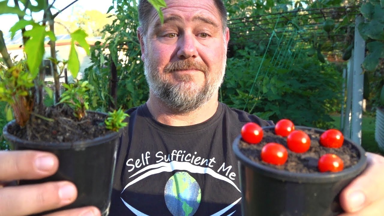 Why tomato seeds don't sprout inside the fruit: Nature's clever trick ...