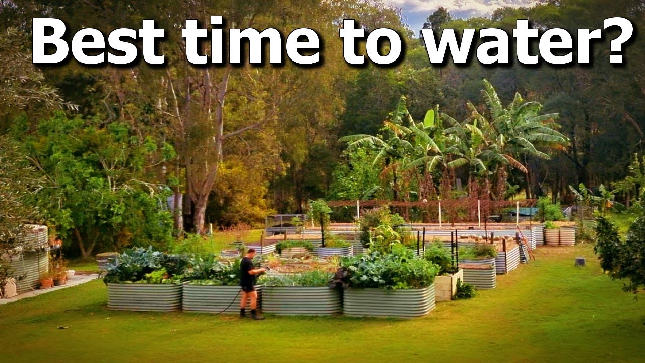 When is the best time to water your vegetable garden? Expert tips ...