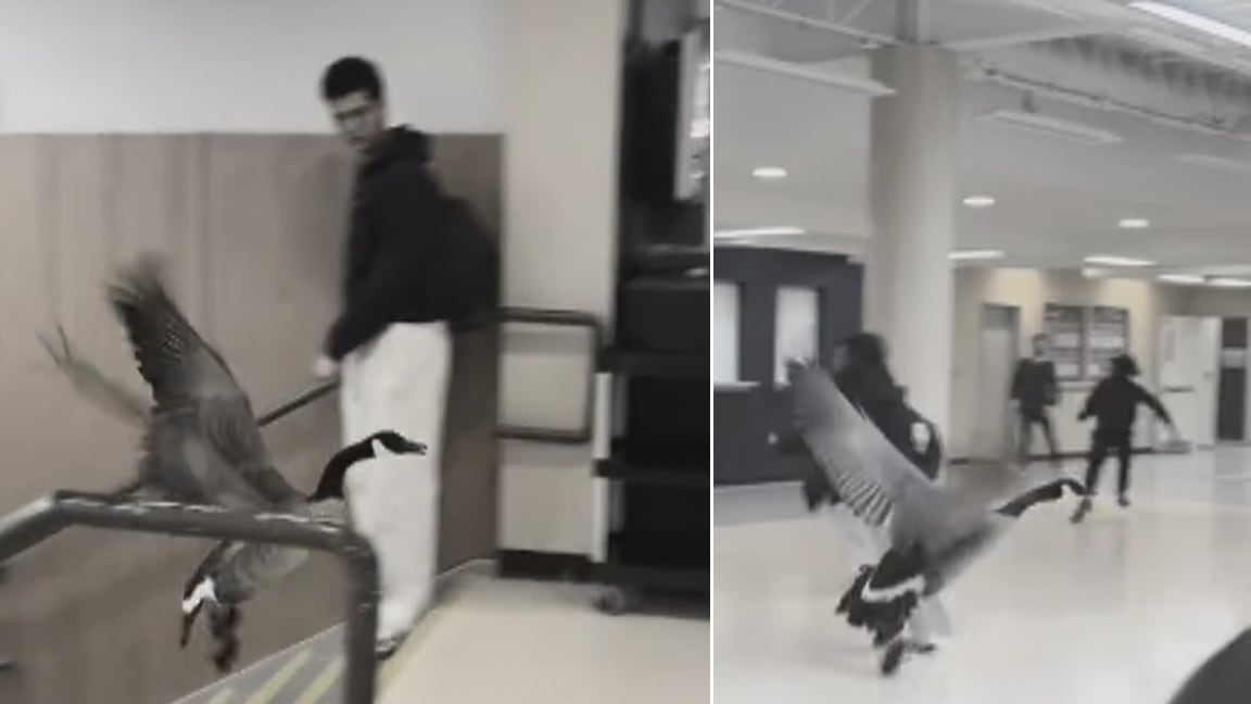 Canada Goose gets trapped inside a Laurier campus building and chaos ensues
