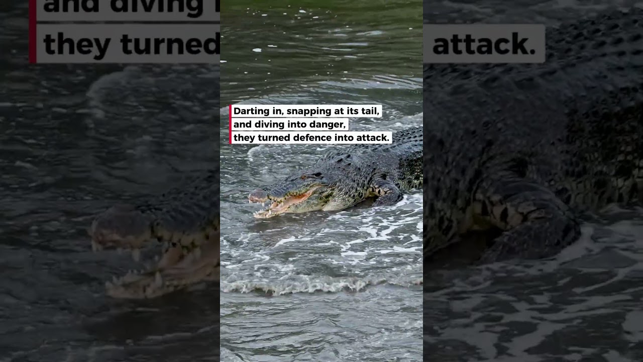 Otters boldly confront a crocodile threat