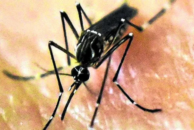 ¿Erradicar a los mosquitos? El debate científico frente al animal más ...