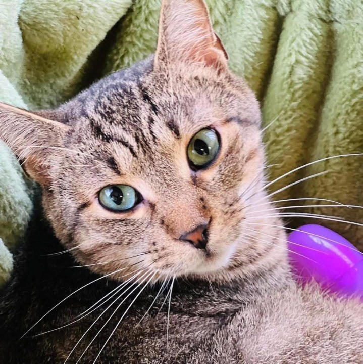 Grand Rapids cat rescue to host free Easter egg hunt