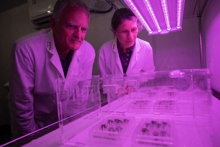UF scientists successfully grow plants in moon soil from Apollo 11