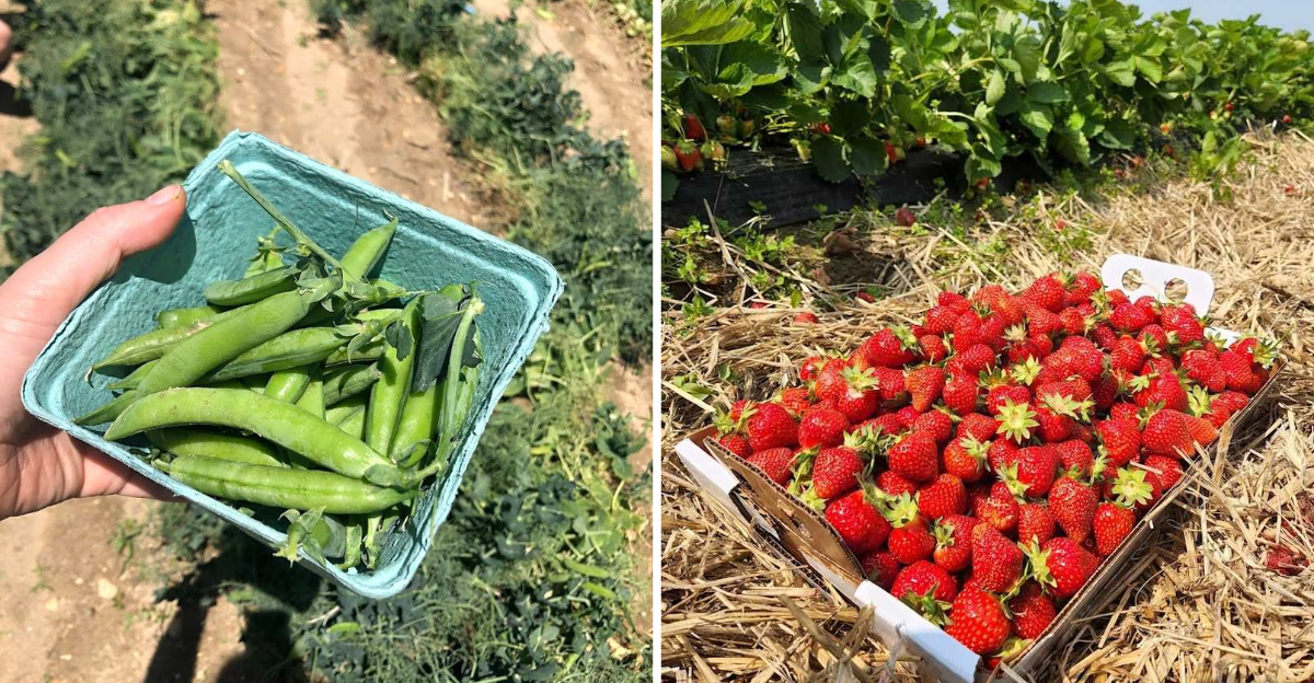 13 U-pick farms in New Jersey that serve up the freshest flavors in the ...