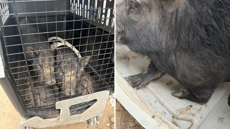Horses, pigs seized during animal abuse investigation in Tolleson; 1 ...