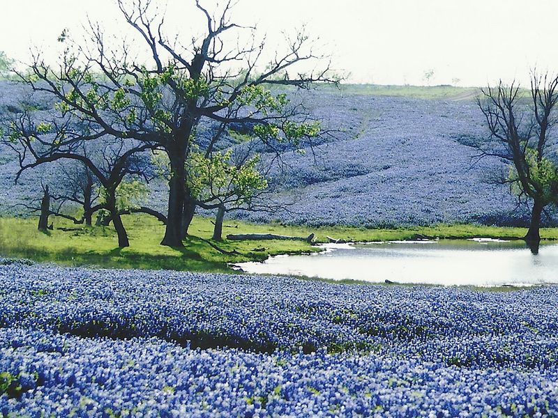 The small Texas town known for its massive bluebonnet fields each spring