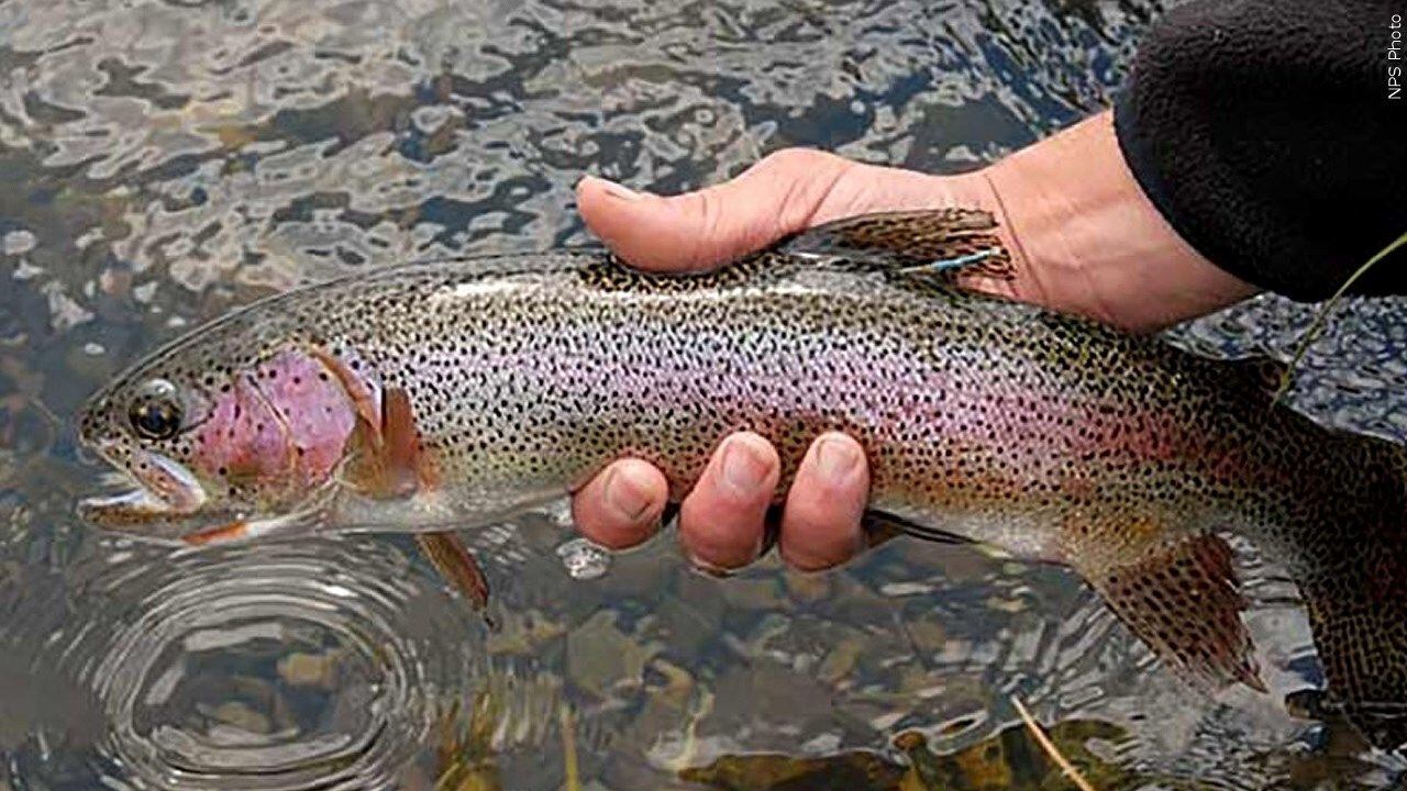 NY’s trout fishing season begins Wednesday
