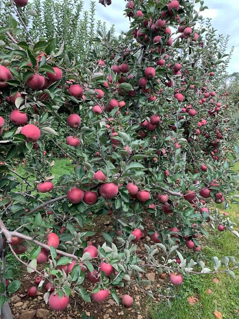 13 U-pick farms in New Jersey that serve up the freshest flavors in the ...