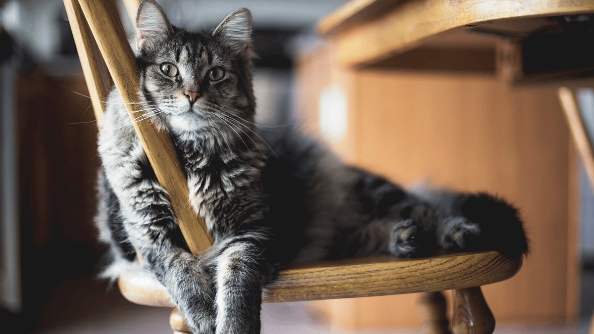 10 common foods people give cats that may actually harm them