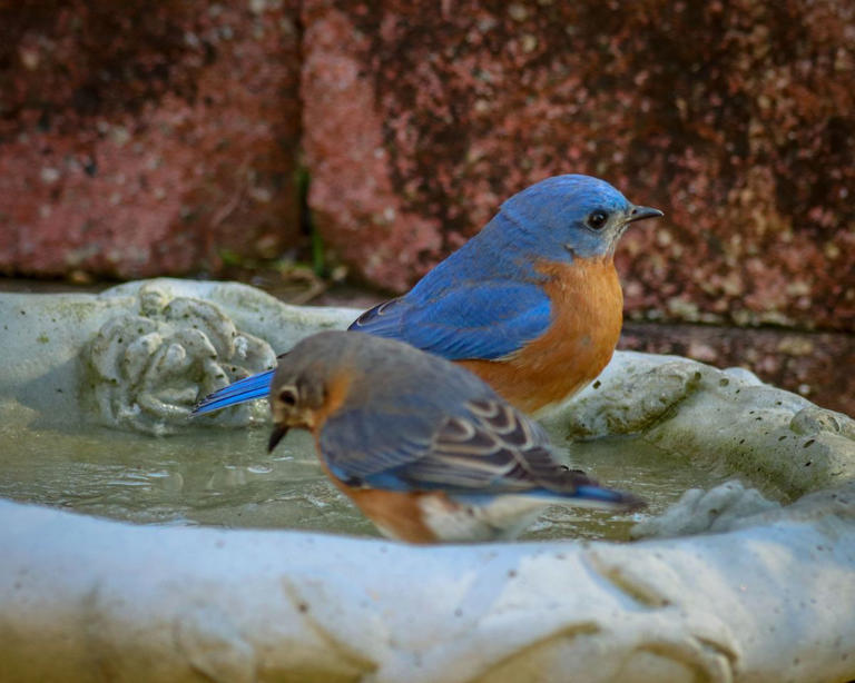 How to attract bluebirds and keep them coming back year after year