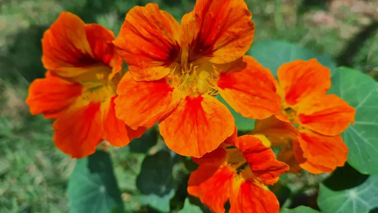 8 edible flowers to grow for a naturally colourful culinary style