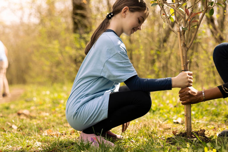 Trees don't actually grow from the ground, scientists find