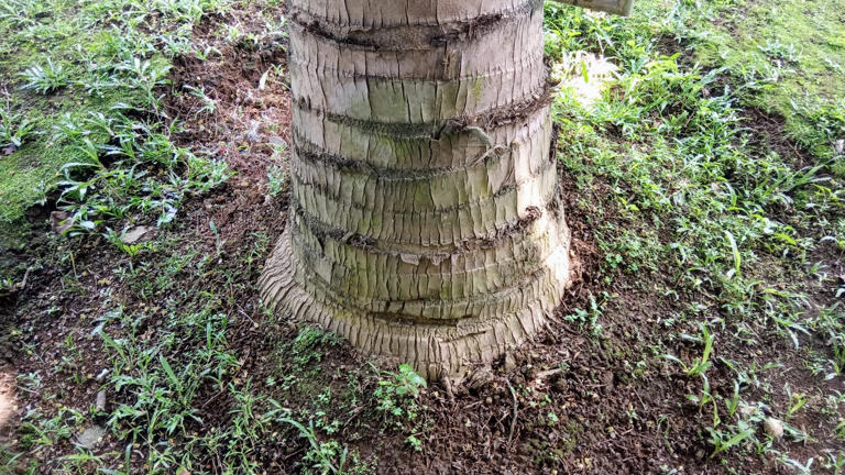 Trees don't actually grow from the ground, scientists find