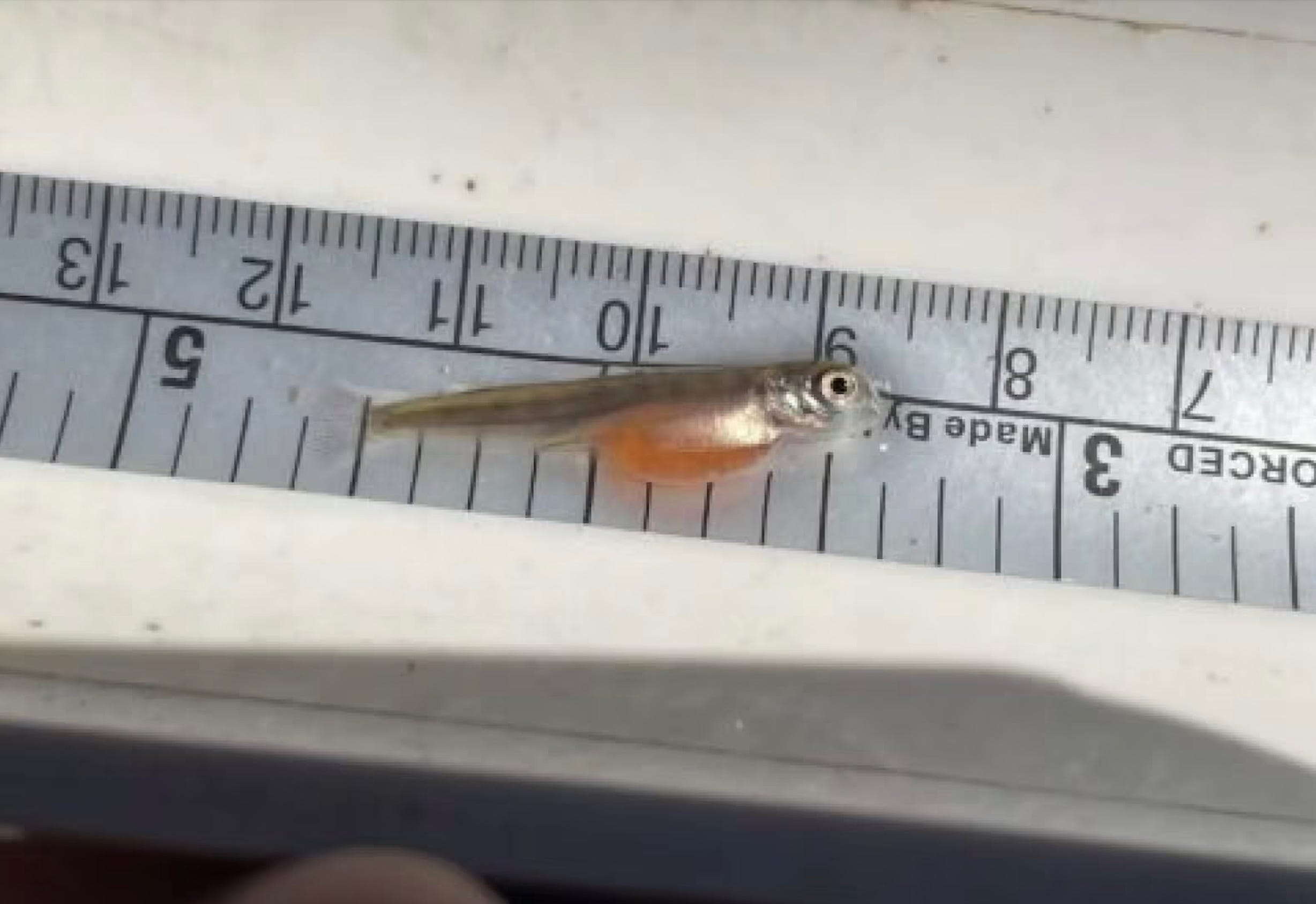 Baby Chinook salmon hatch in Upper Klamath for first time in a century