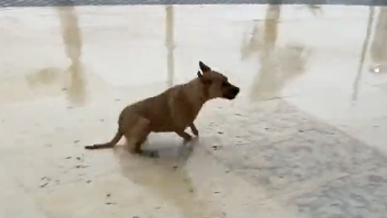 Dog slips and slides on wet ground