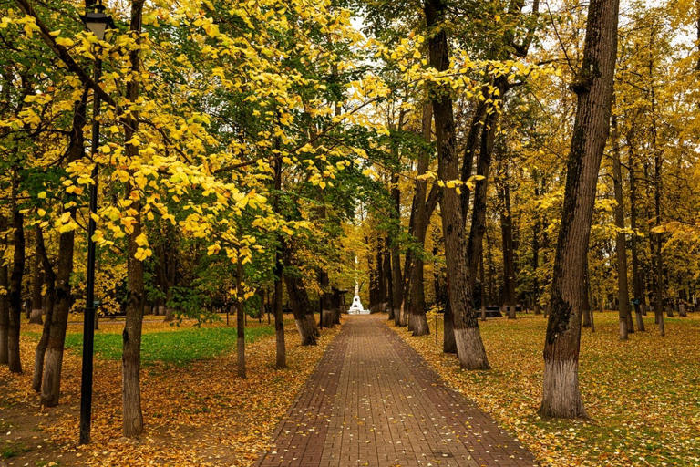 Trees don't actually grow from the ground, scientists find