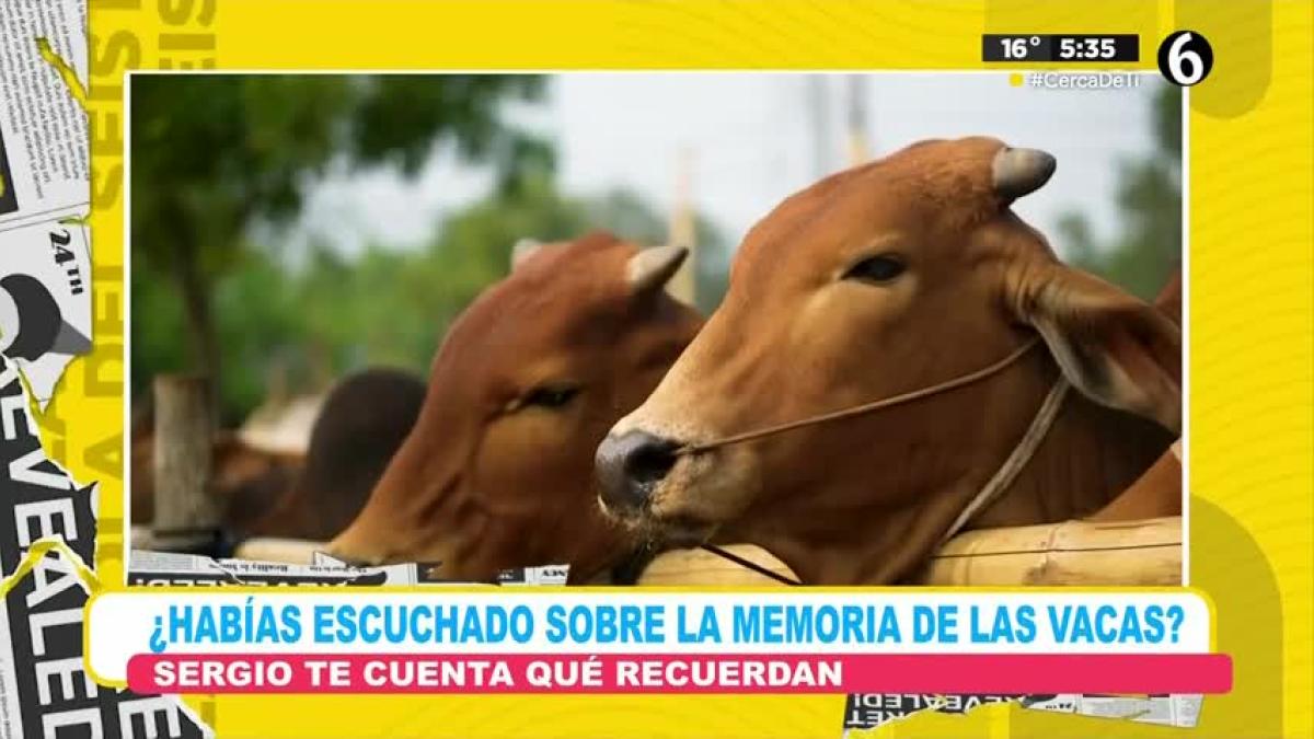 Datos curiosos sobre las vacas