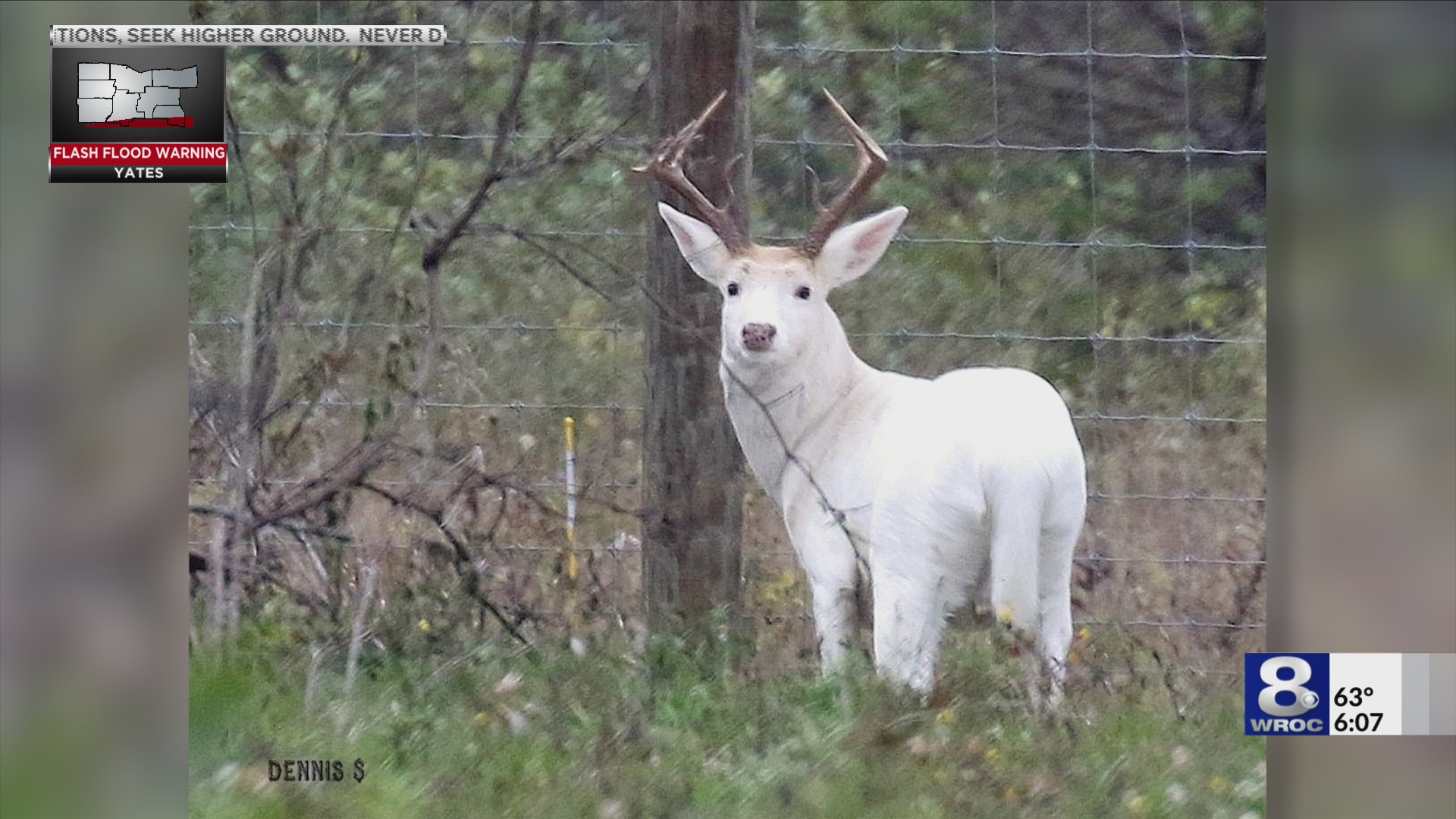 Bill aims to protect rare white deer herd at former Seneca Army Depot