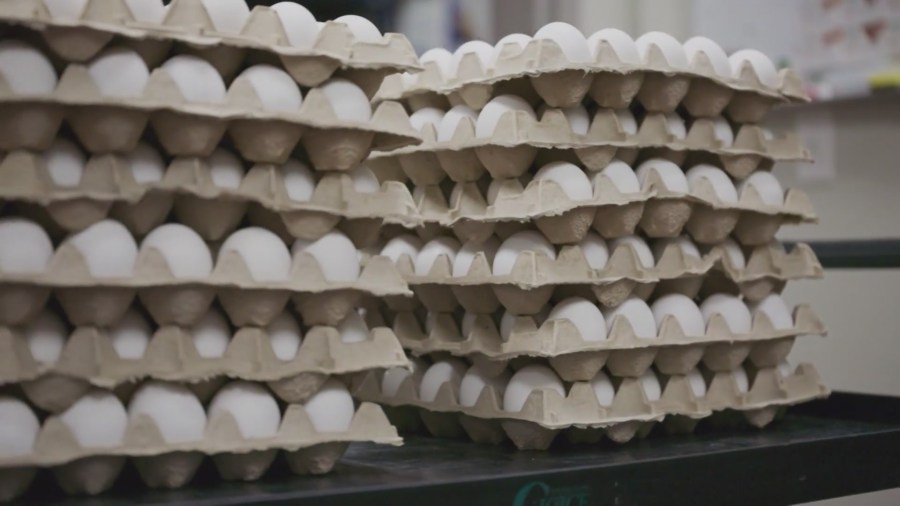 Tens of thousands of eggs from NC to be part of annual Easter Egg Roll