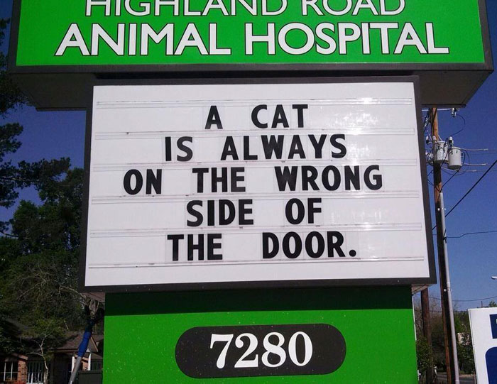 29 funny cat jokes vet clinics put up on their signs