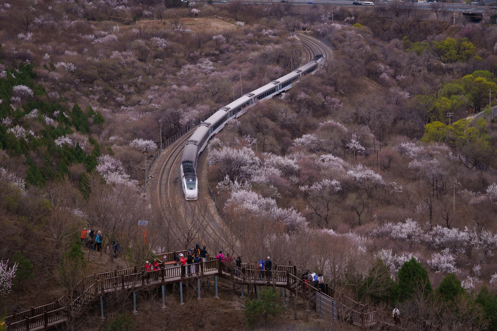 A world in bloom: Spring flowers unfold from Tokyo to Mexico, in photos