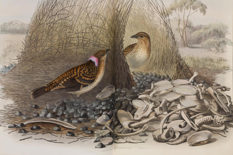 Jane Ward Tost was a trailblazer in natural sciences – until history ...