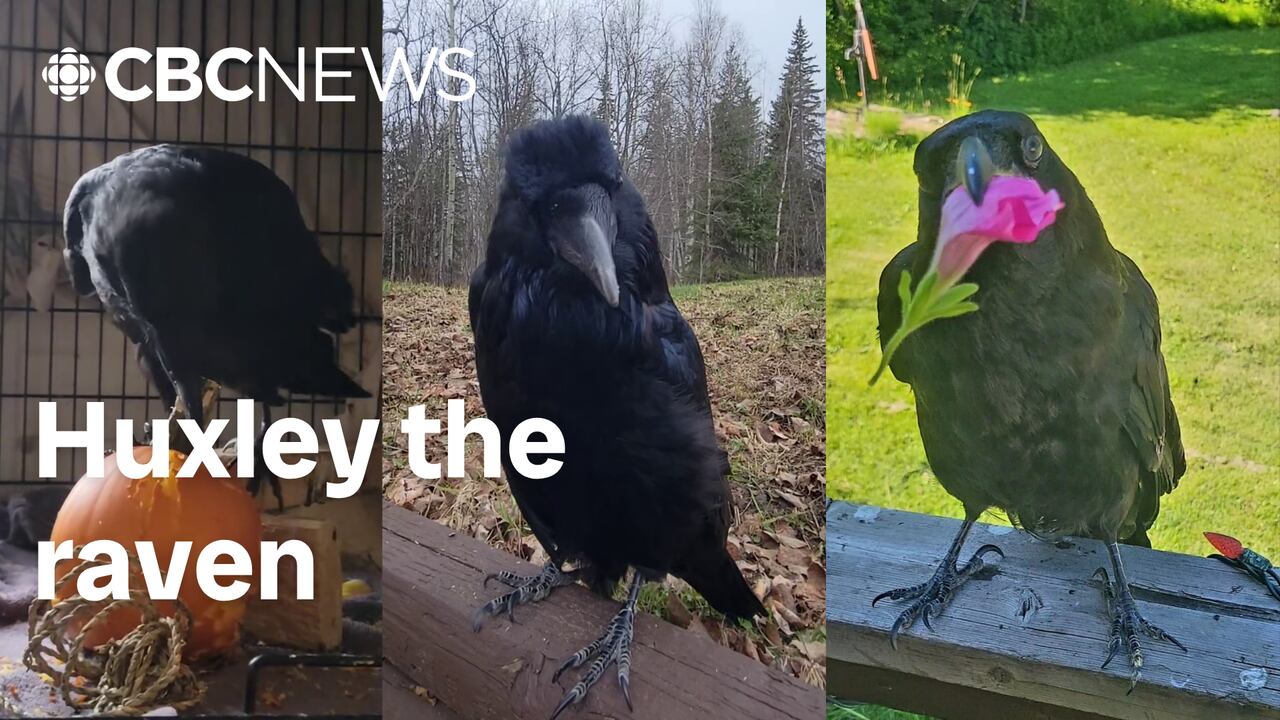 Rescued raven shows big personality