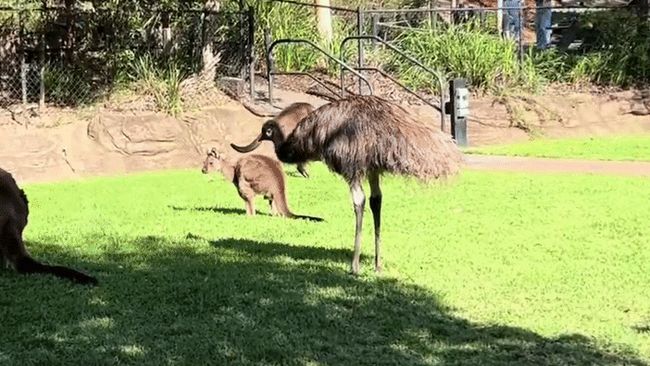 Like the police: Emu breaks up kangaroo fight at reptile park