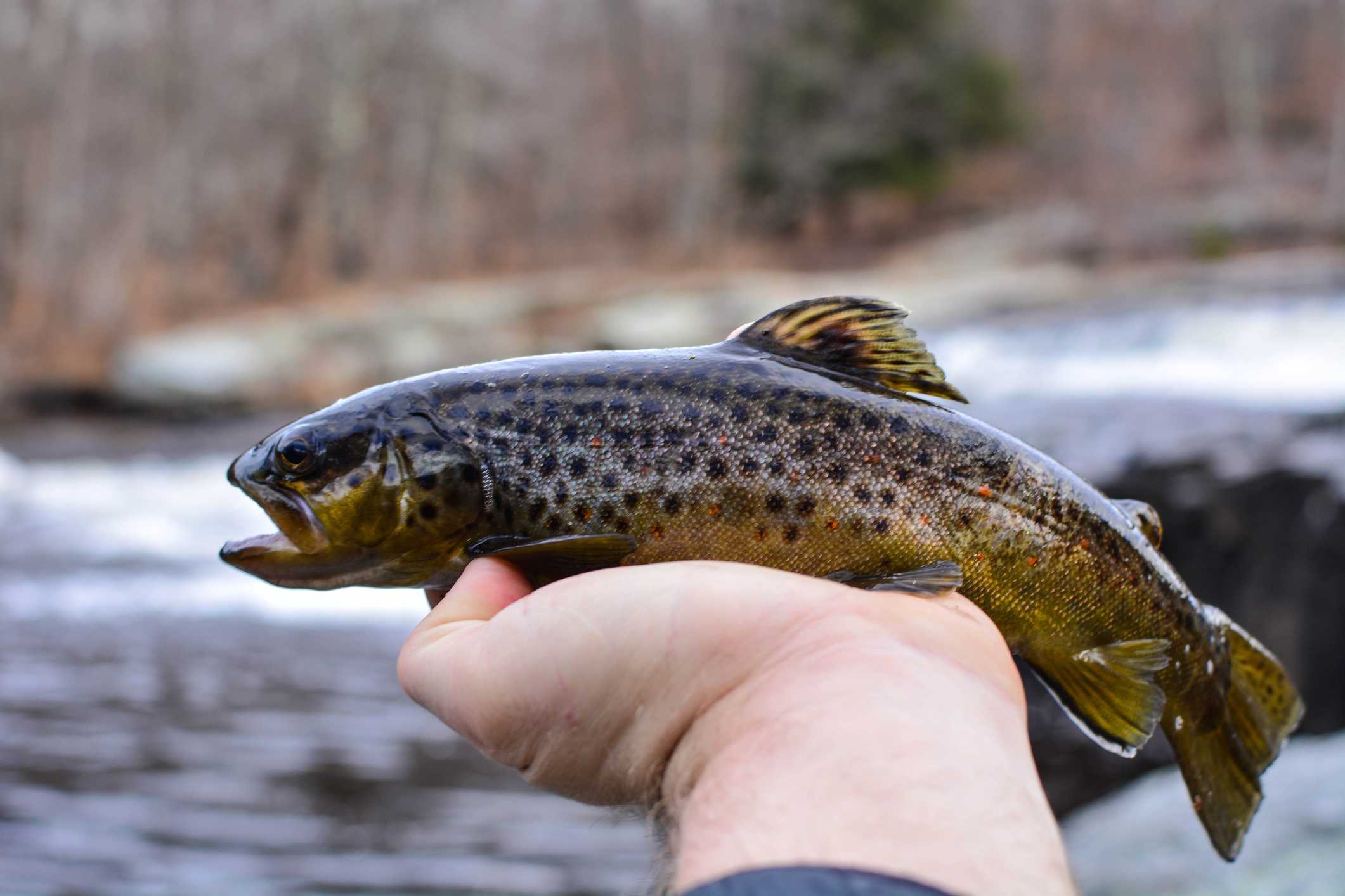 Pennsylvania's trout season opens Saturday with crews stocking rivers