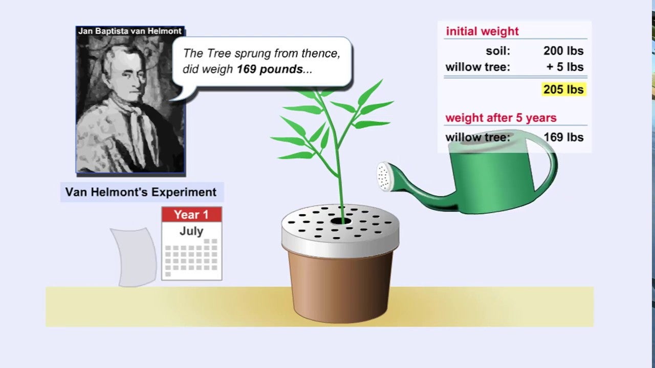 Trees don't actually grow from the ground, scientists find