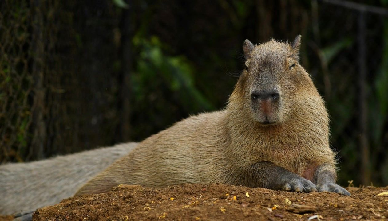 Zoo shares update on missing capybara Samba after escape