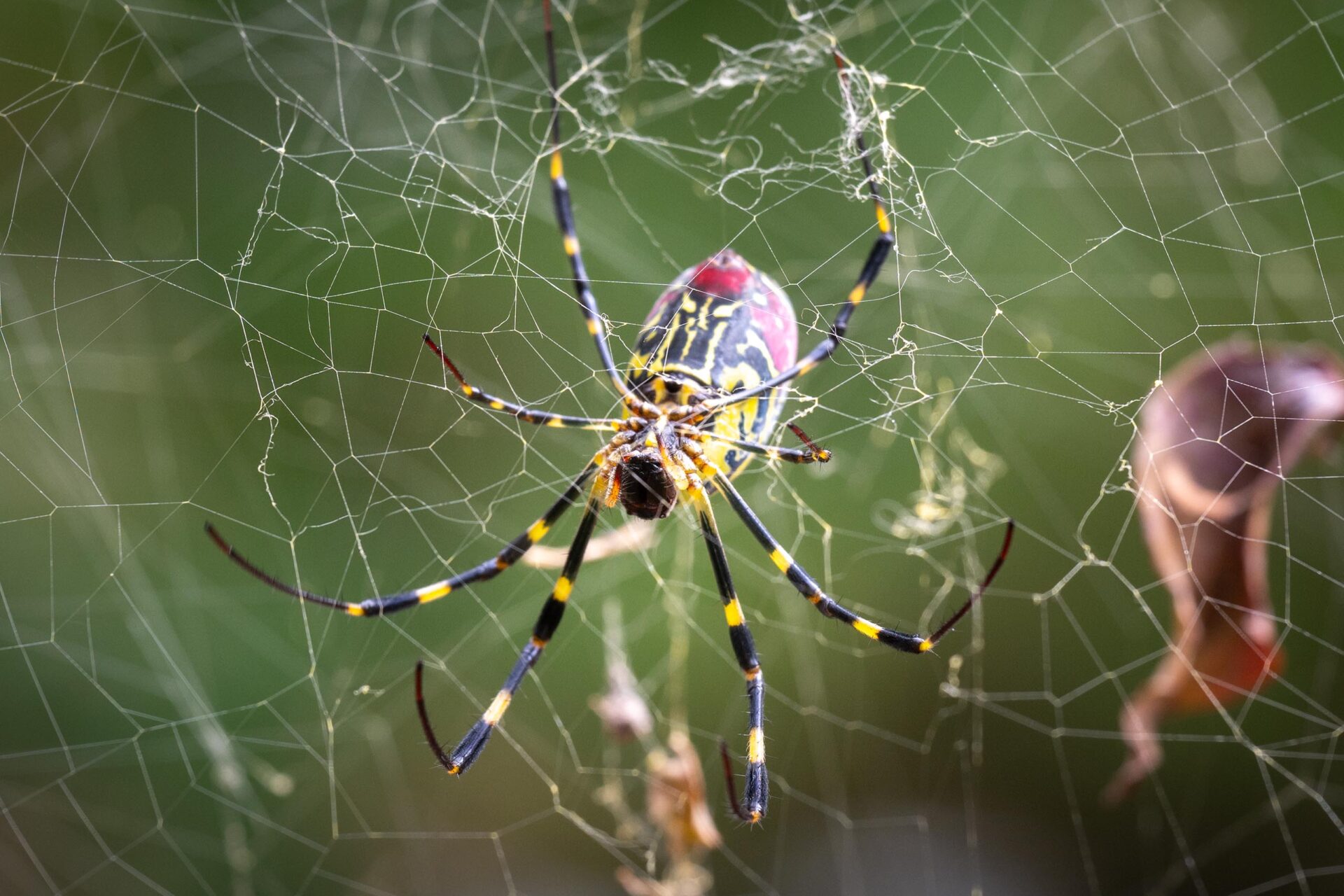 La araña Joro no se detiene: sigue avanzando imparable por Estados Unidos