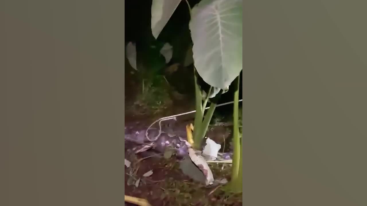 Farmer horrified as 18ft python swallows missing calf whole