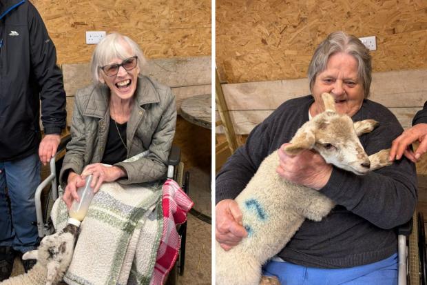 Frome care home residents captivated by lambs during farm trip