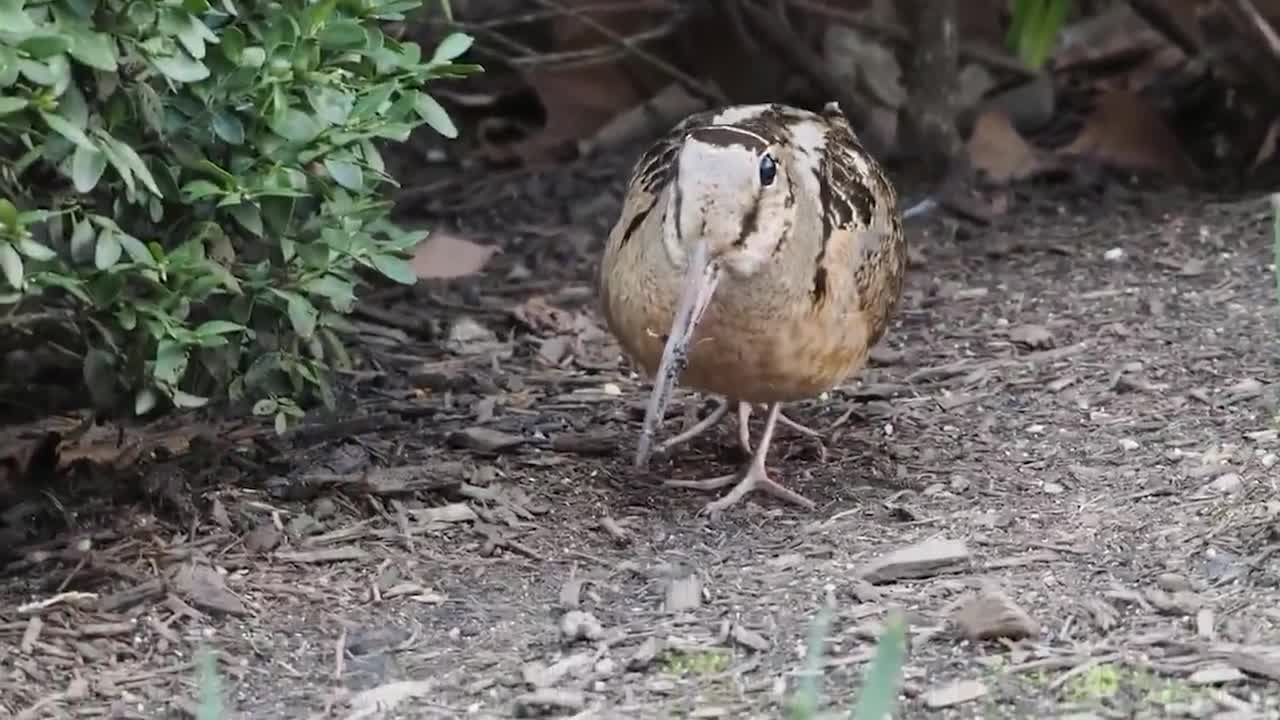 Rare timberdoodle bird seen 'dancing' as it wanders around park