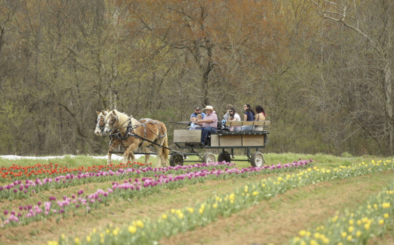 Armstrong Artisan Farm's spring festival taking place in Walnut Cove