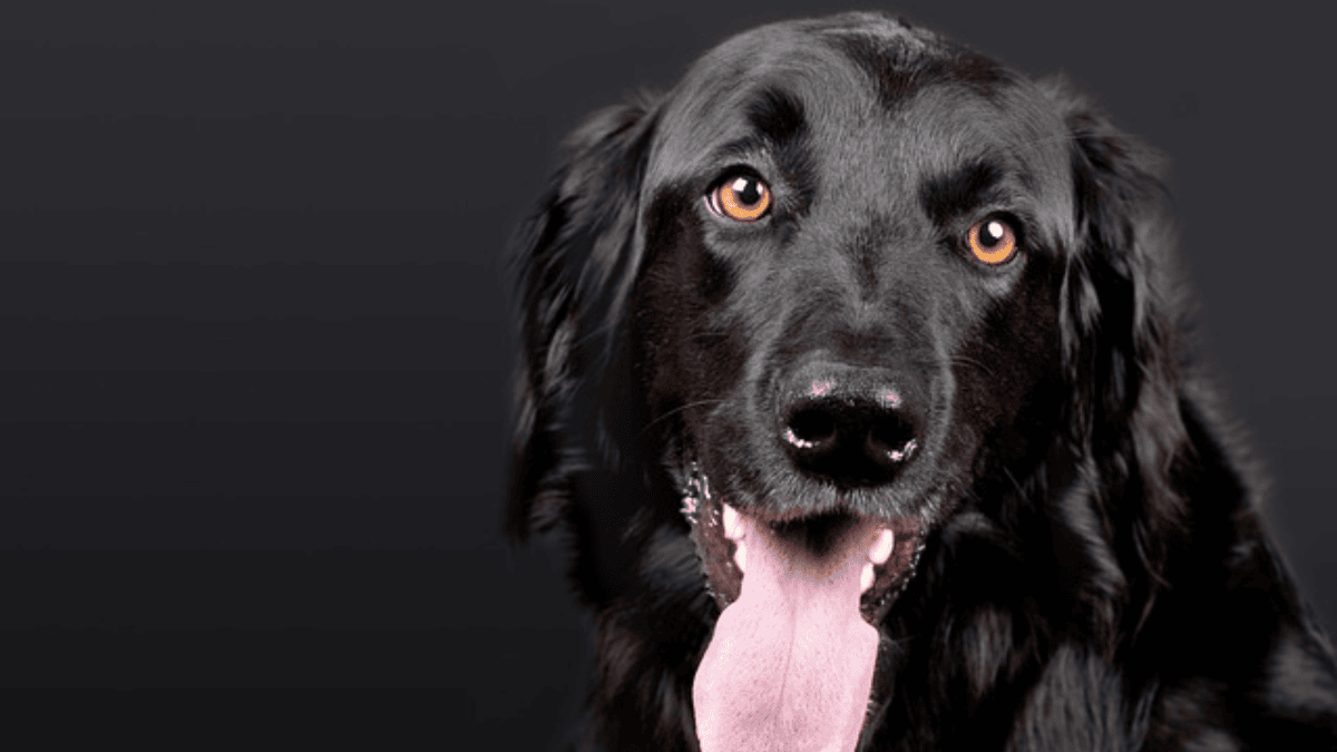 10 tips to keep your dogs coat healthy and shiny