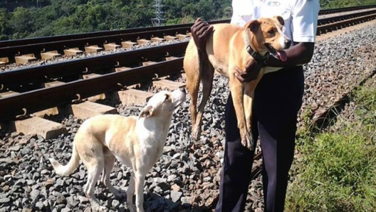 Compassionate pup refuses to leave dying friend, proving a dog’s ...