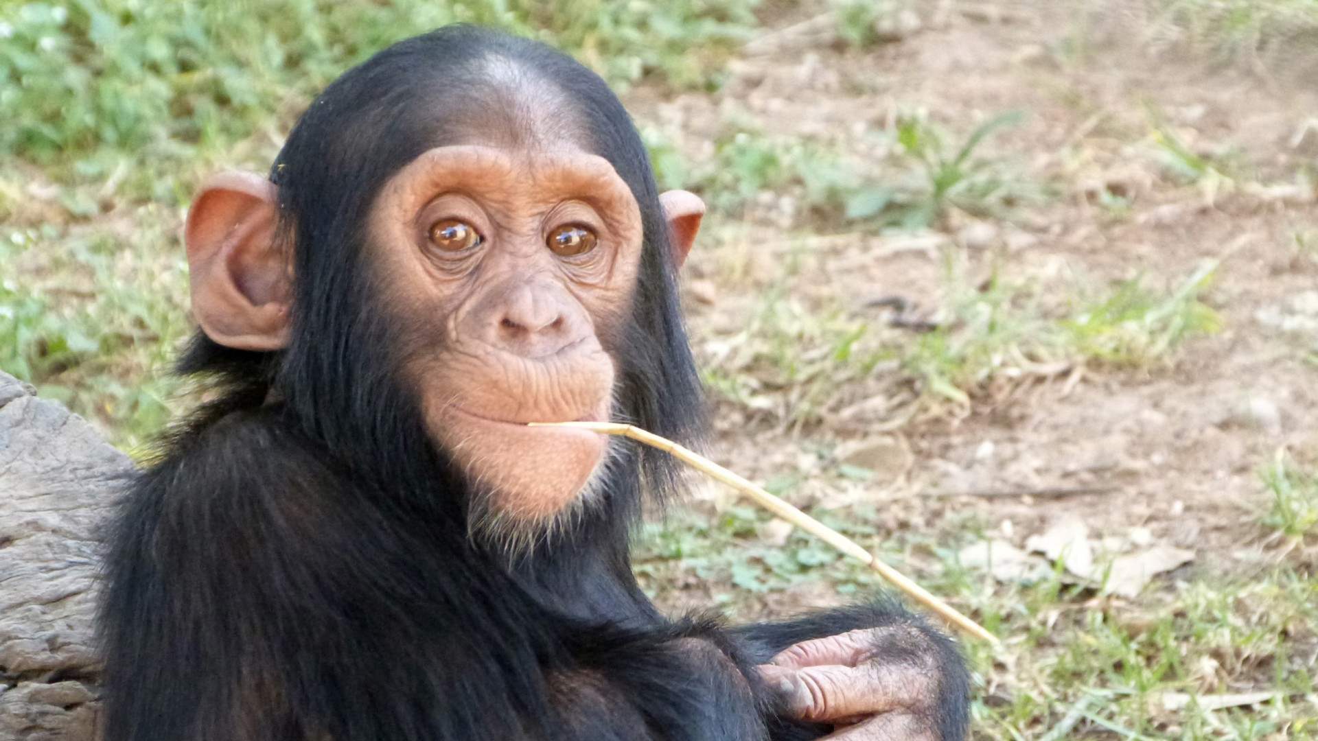 Diese Tiere haben ein besseres Gedächtnis als der Mensch