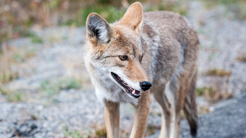 Coyote sightings are becoming more common in the Twin Cities. Here's ...