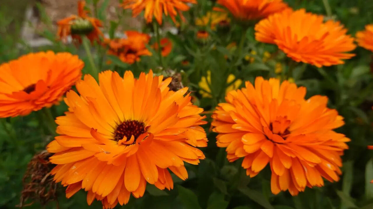 8 edible flowers to grow for a naturally colourful culinary style