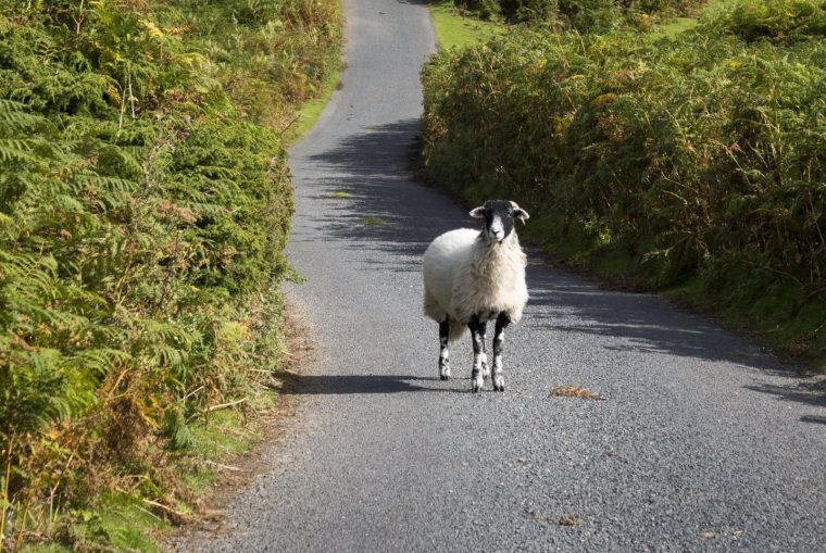 I walked the UK’s newest long-distance trail – it’s a pageant of ...