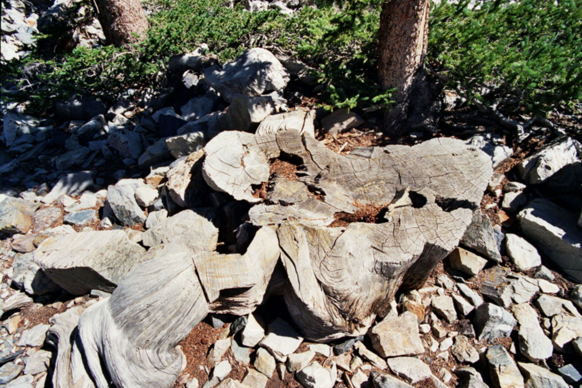 The oldest trees in the world