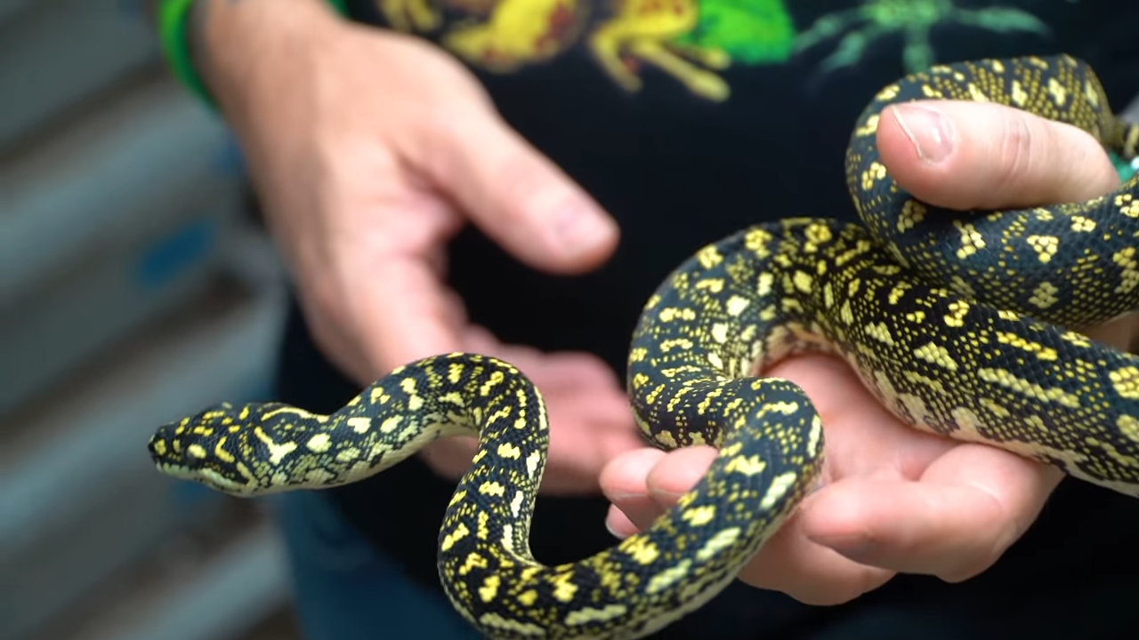 20 foot snake strikes repeatedly - what happened during the close calls