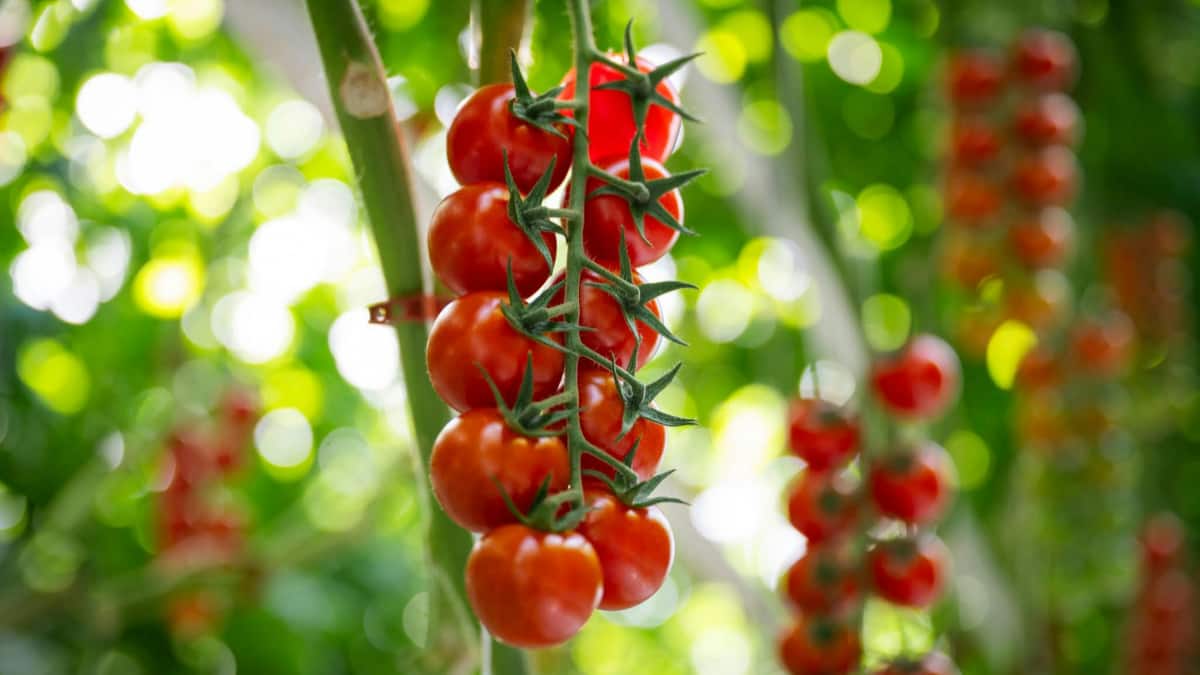 Gardening tips: Follow these simple steps to grow perfect tomatoes at home